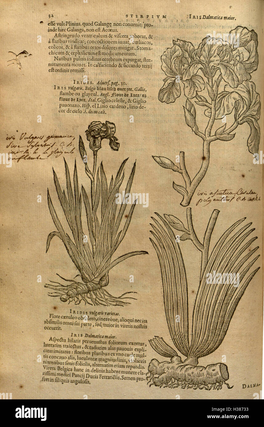 This work is a detailed description of plants and their classifications ...