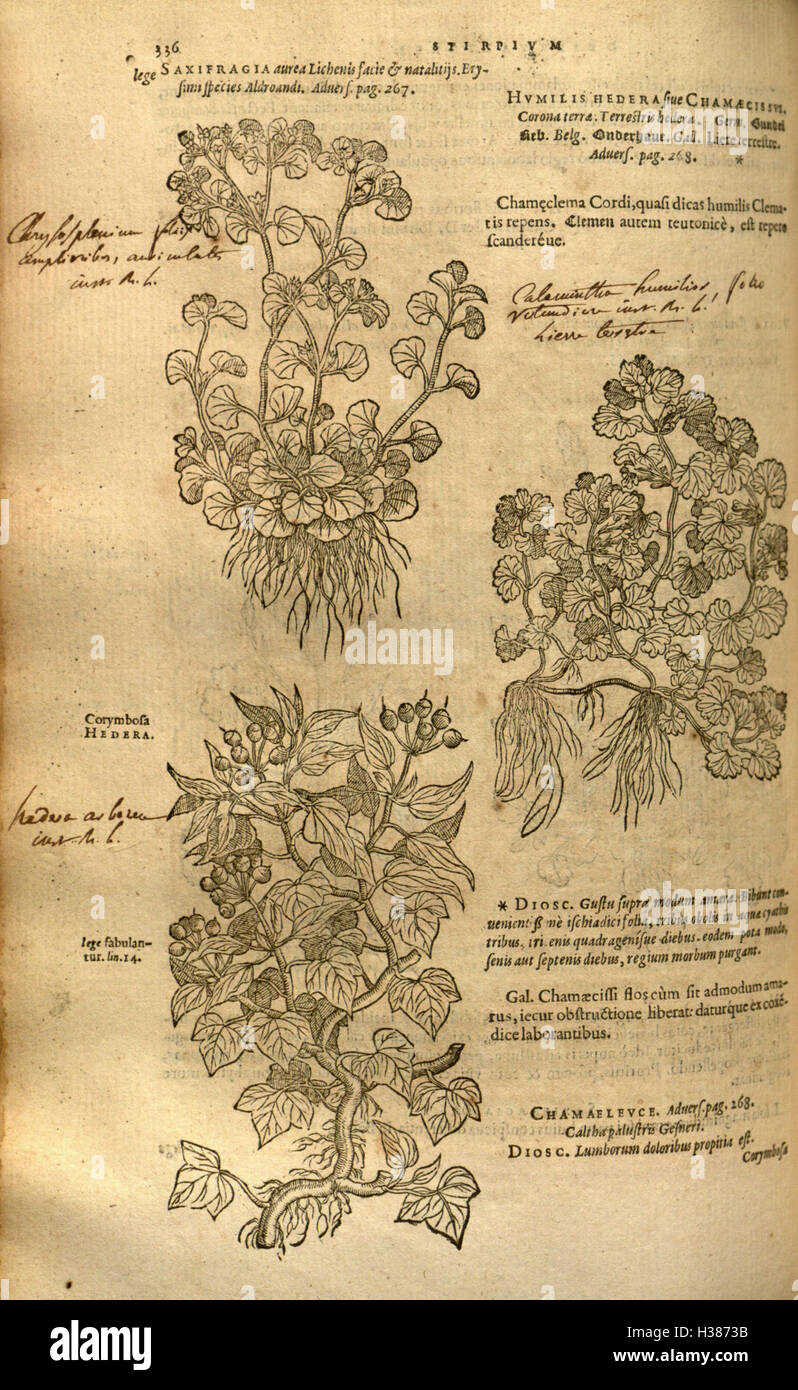 This botanical text covers the classification and medicinal uses of ...