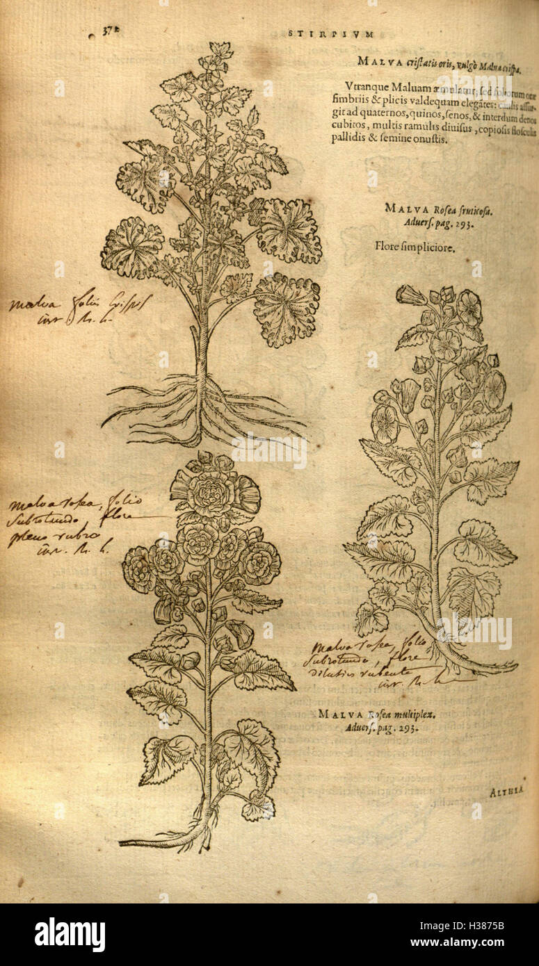 This botanical work provides an extensive history of plants, including ...