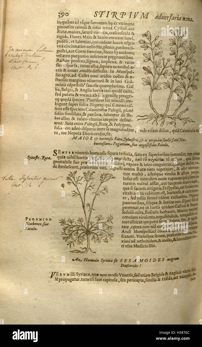 Linnaeus' botanical text categorizes and describes numerous plant ...