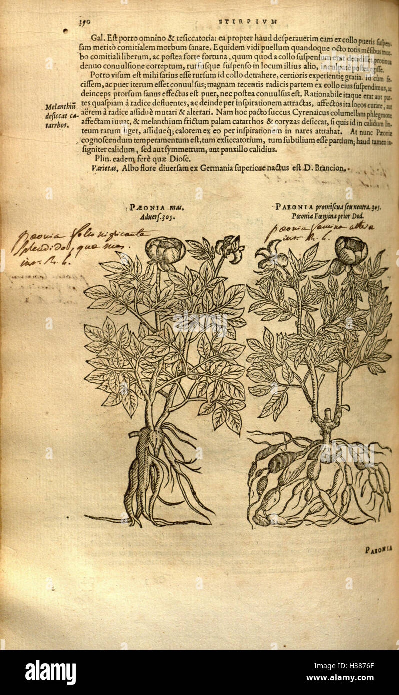 Botanical work details medicinal hi-res stock photography and images ...