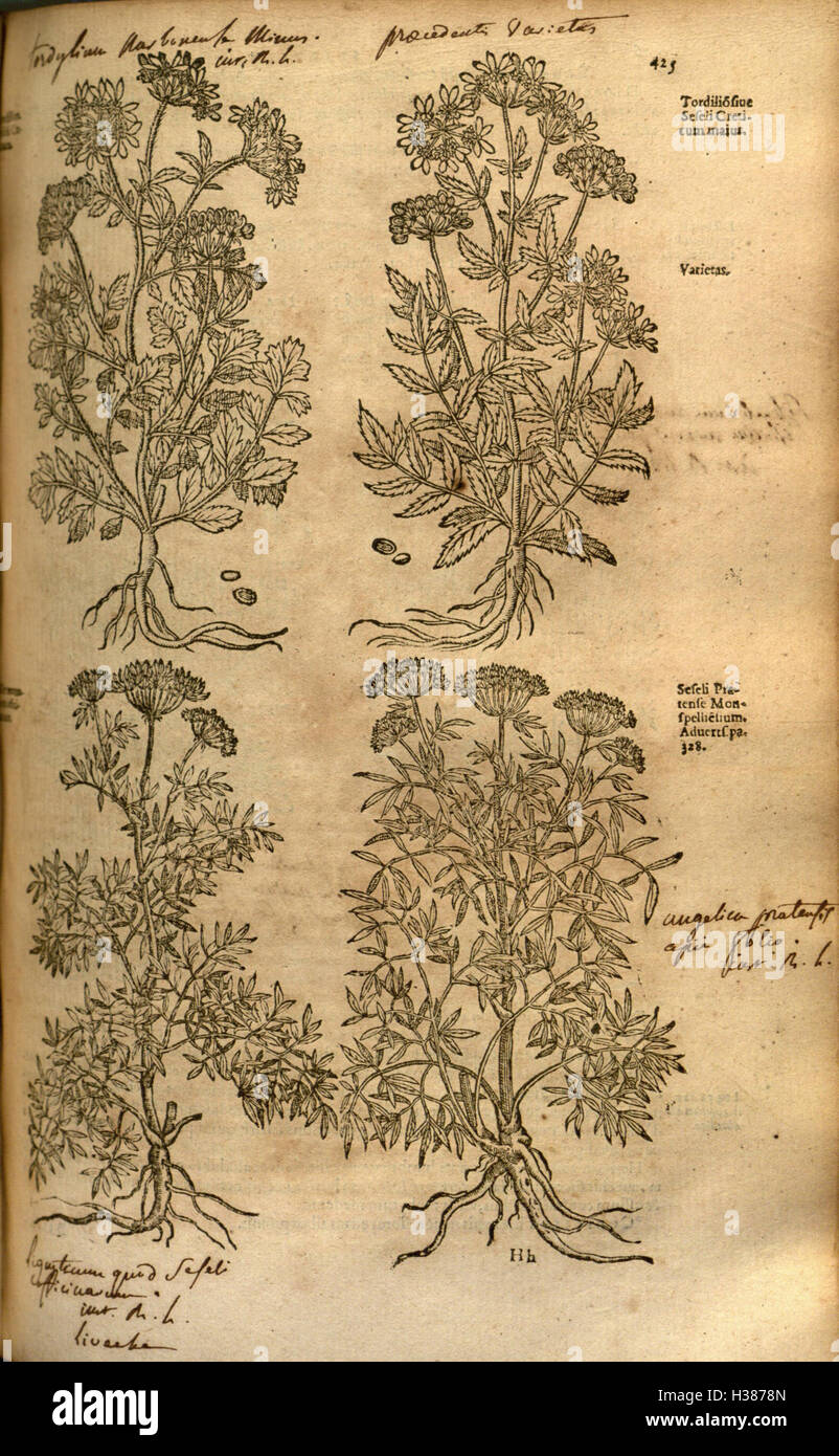 This work focuses on the classification and study of plants, detailing ...