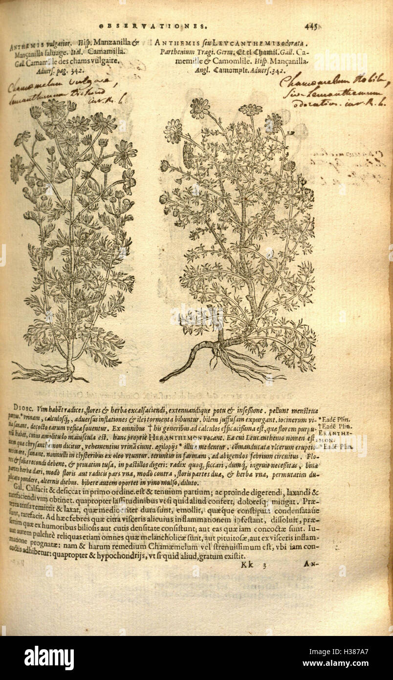 This work discusses the history and classification of plants, focusing ...