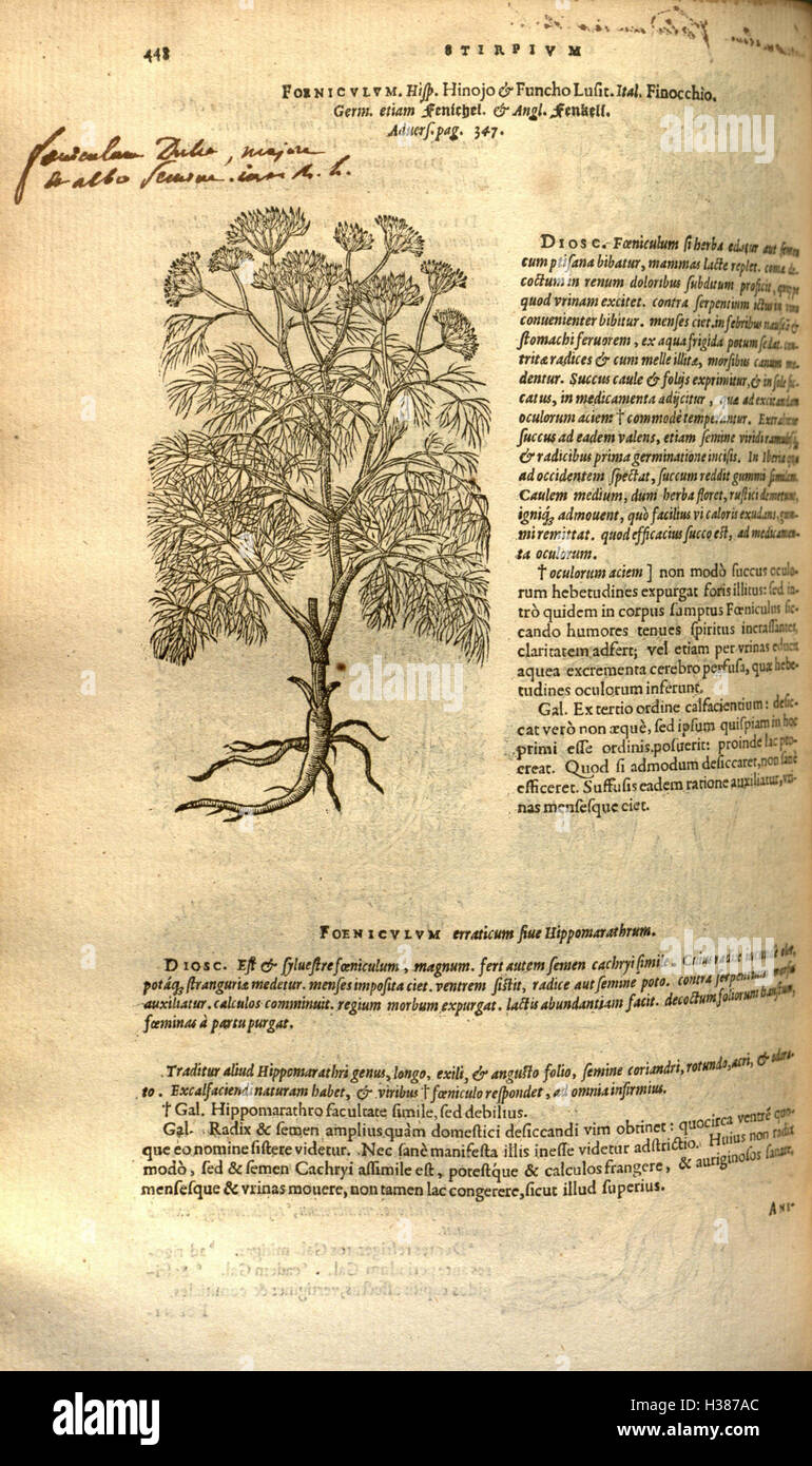 This work explores the history and classification of plants, focusing ...