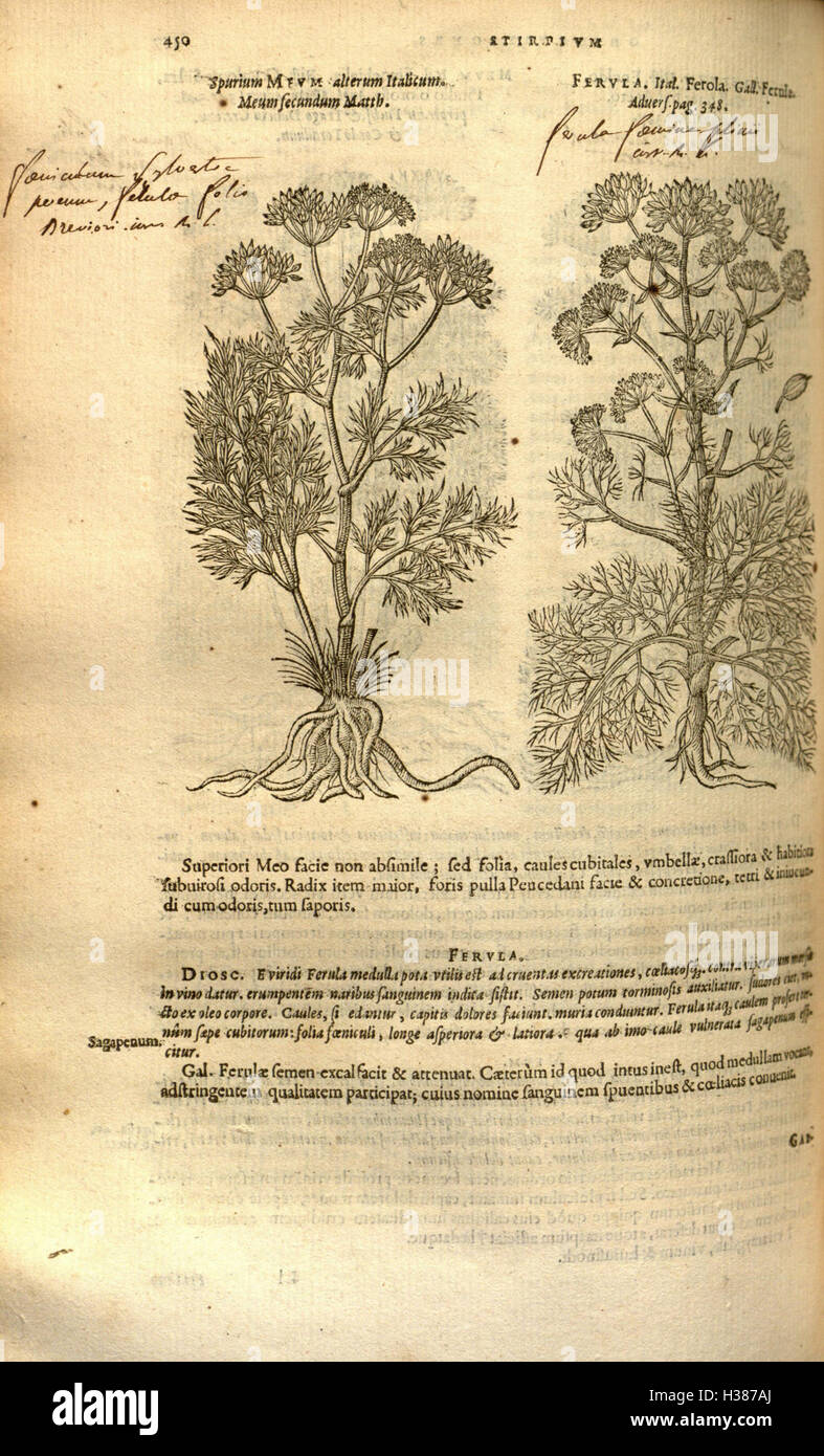 This text provides an extensive history of plants, focusing on their ...