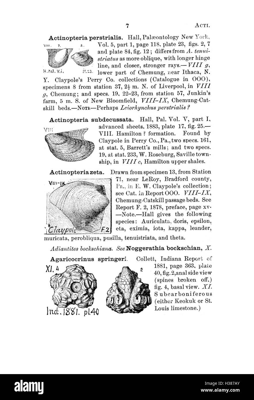 The museum of comparative anatomy and paleontology Cut Out Stock Images ...