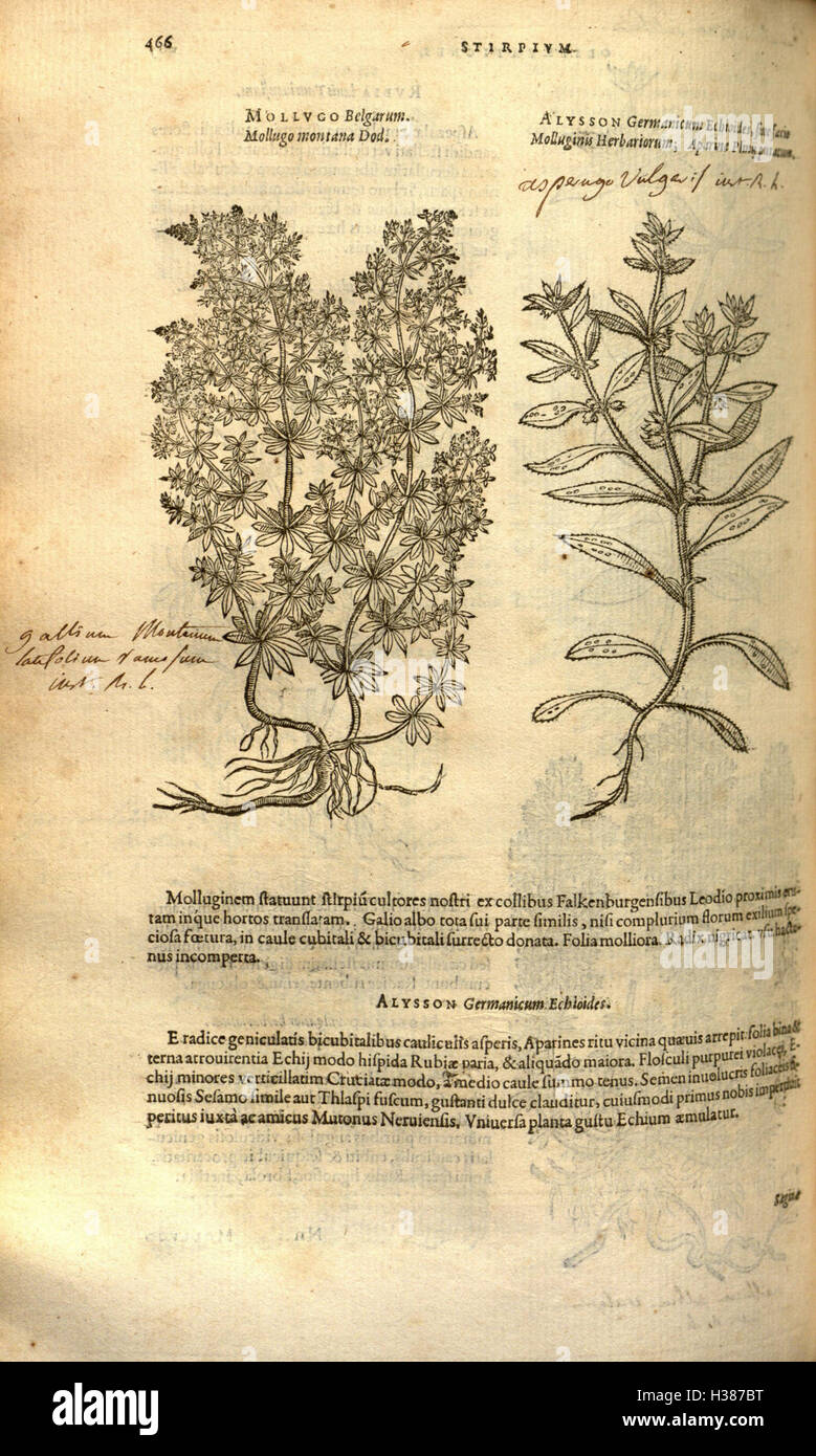 This historical botanical work details the classification and ...