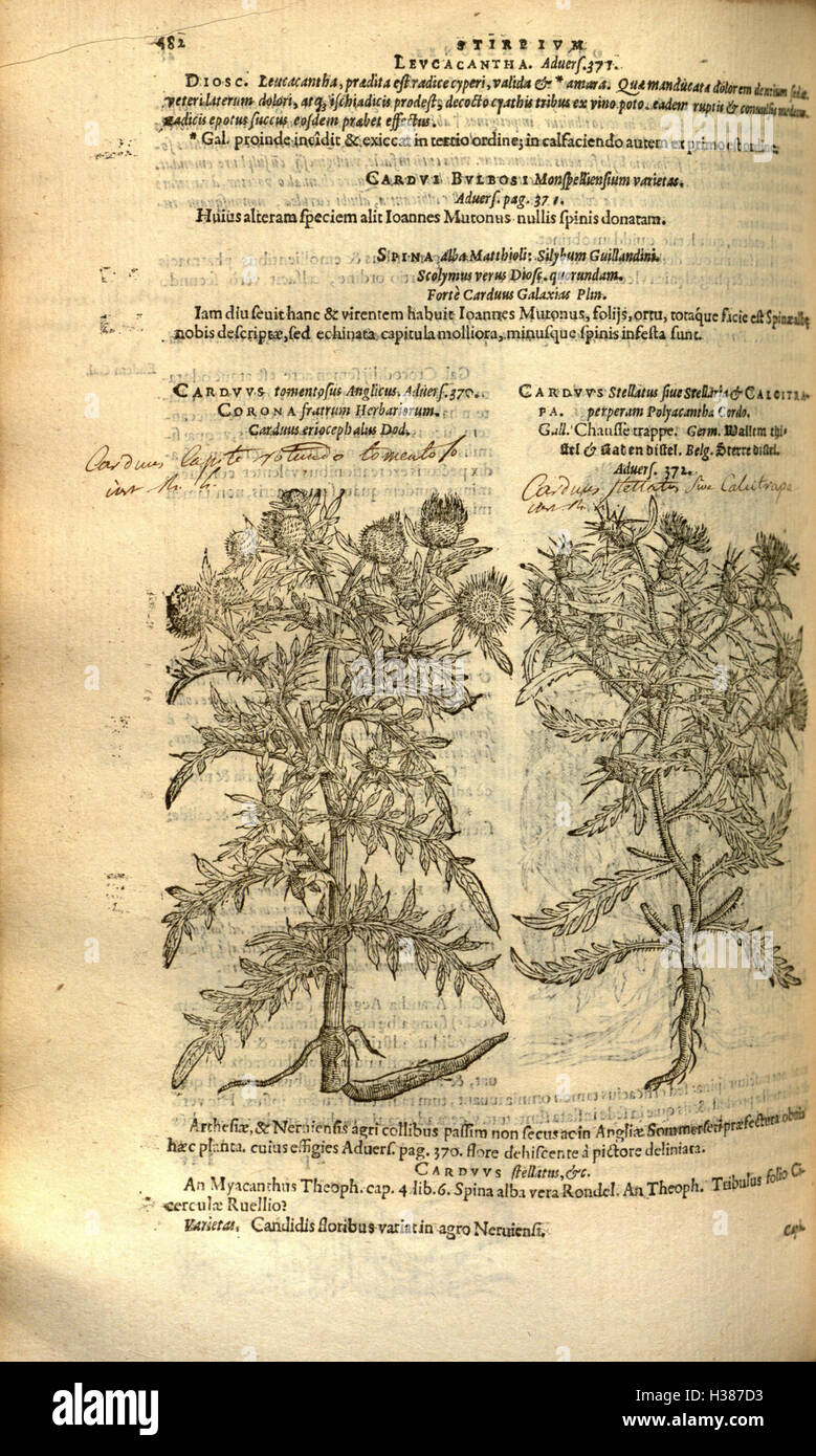 This page from Plantarum, seu, Stirpium Historia by Caspar Bauhin ...