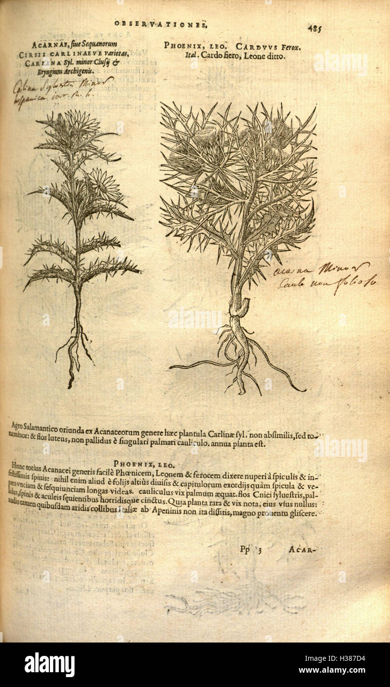 This botanical work provides detailed descriptions and classifications ...
