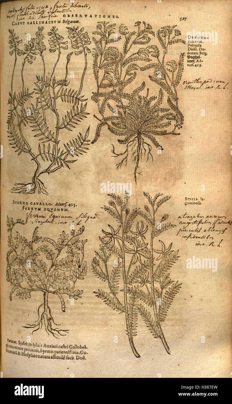 A botanical work describing plant species and their classifications ...