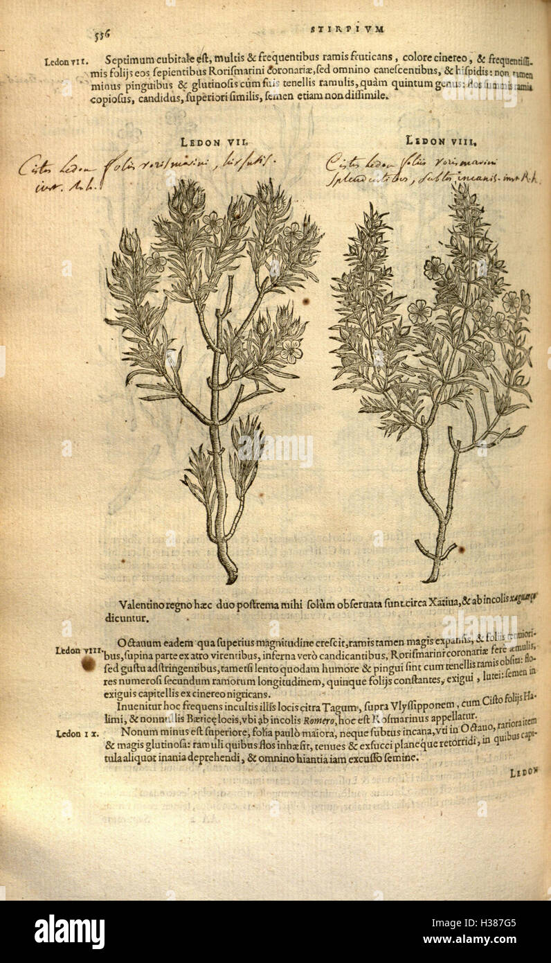 This text, a comprehensive botanical history, documents the species ...