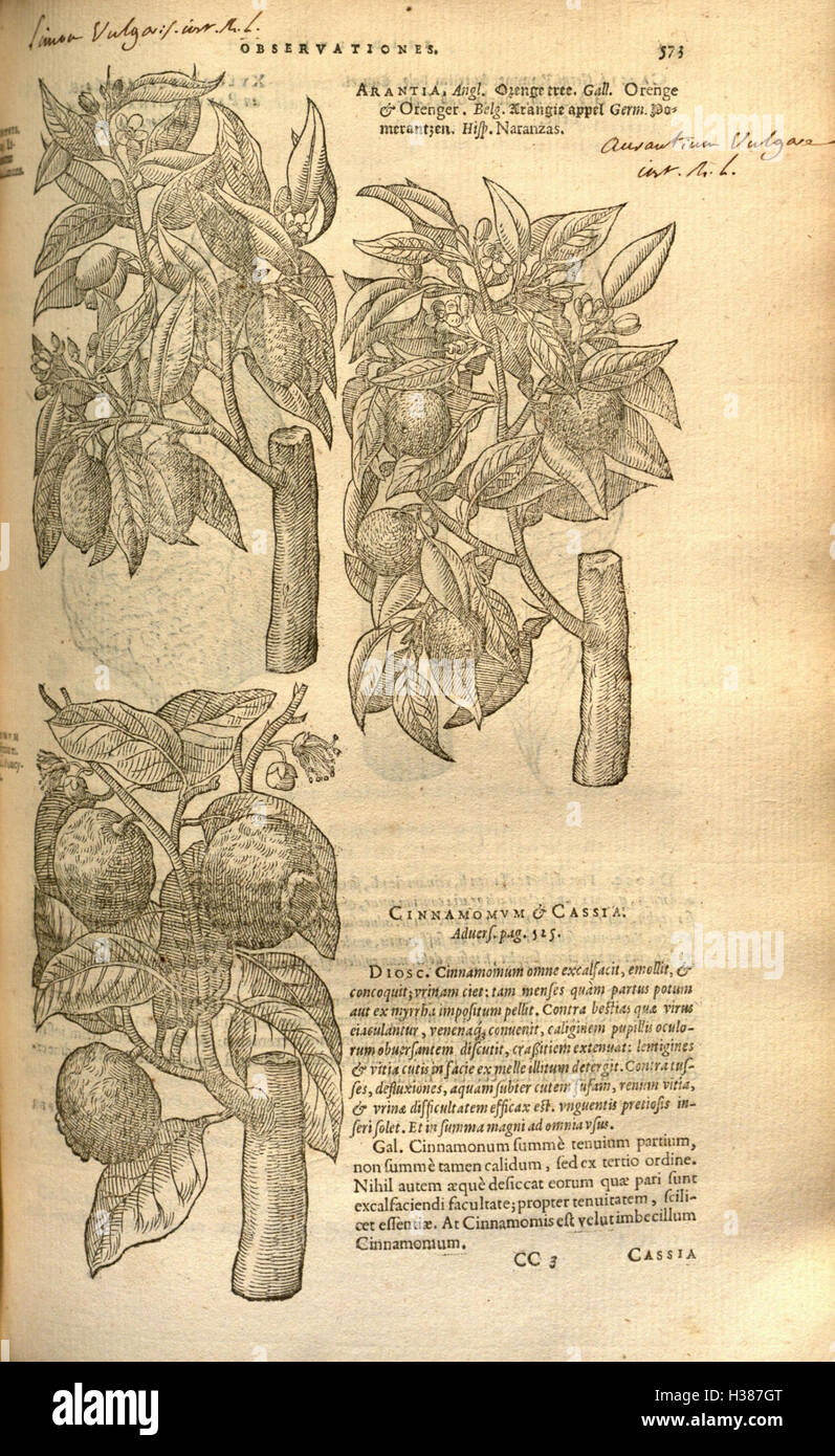 This historical botanical text provides detailed descriptions of ...
