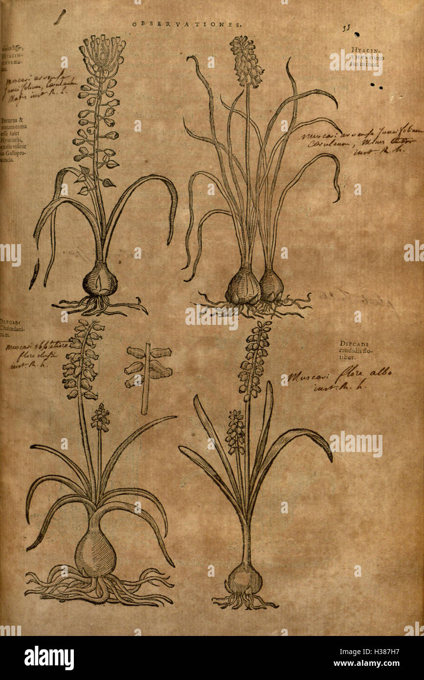 This botanical work documents the history and uses of various plants ...