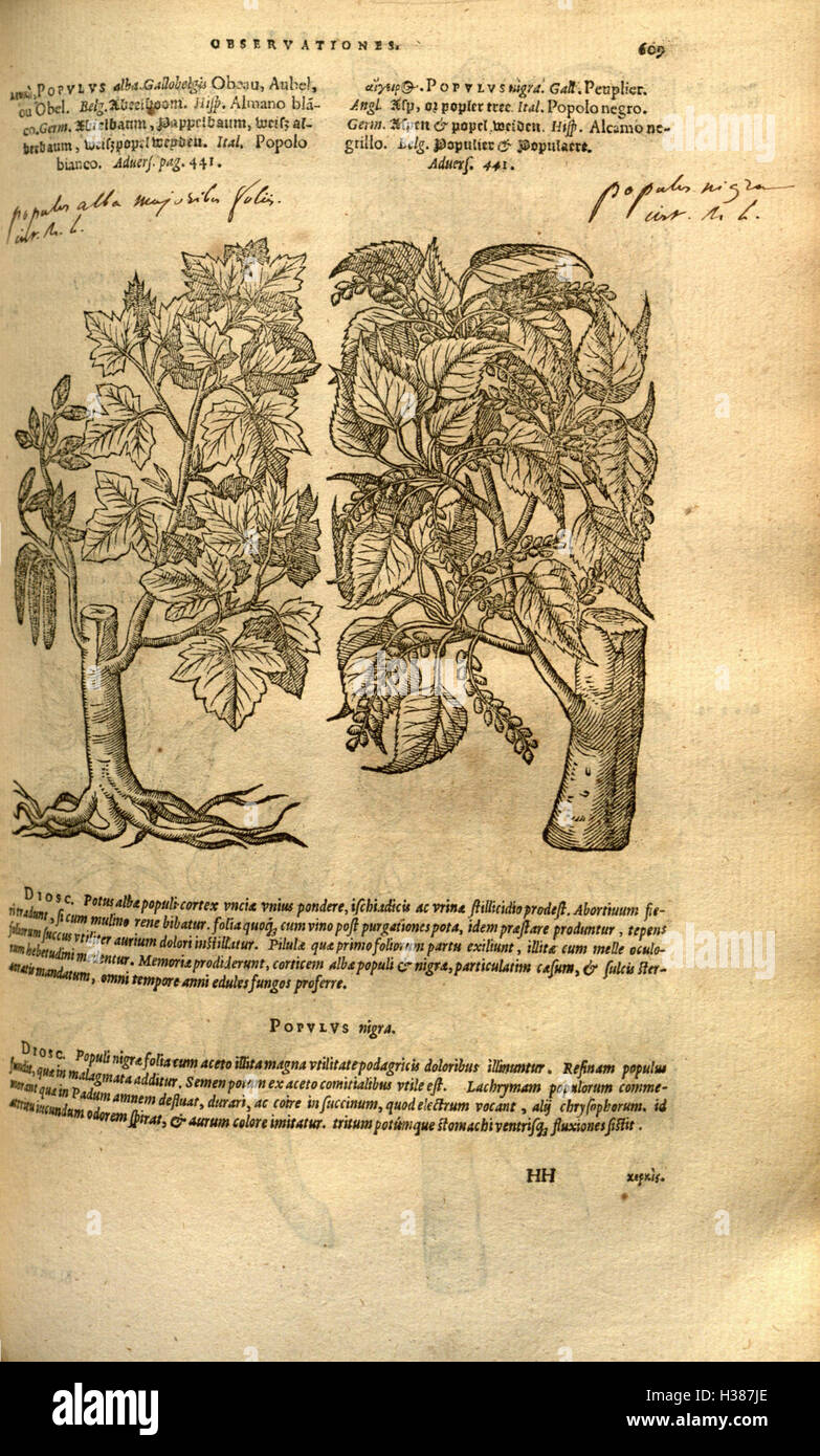 Detailing botanical information hi-res stock photography and images - Alamy