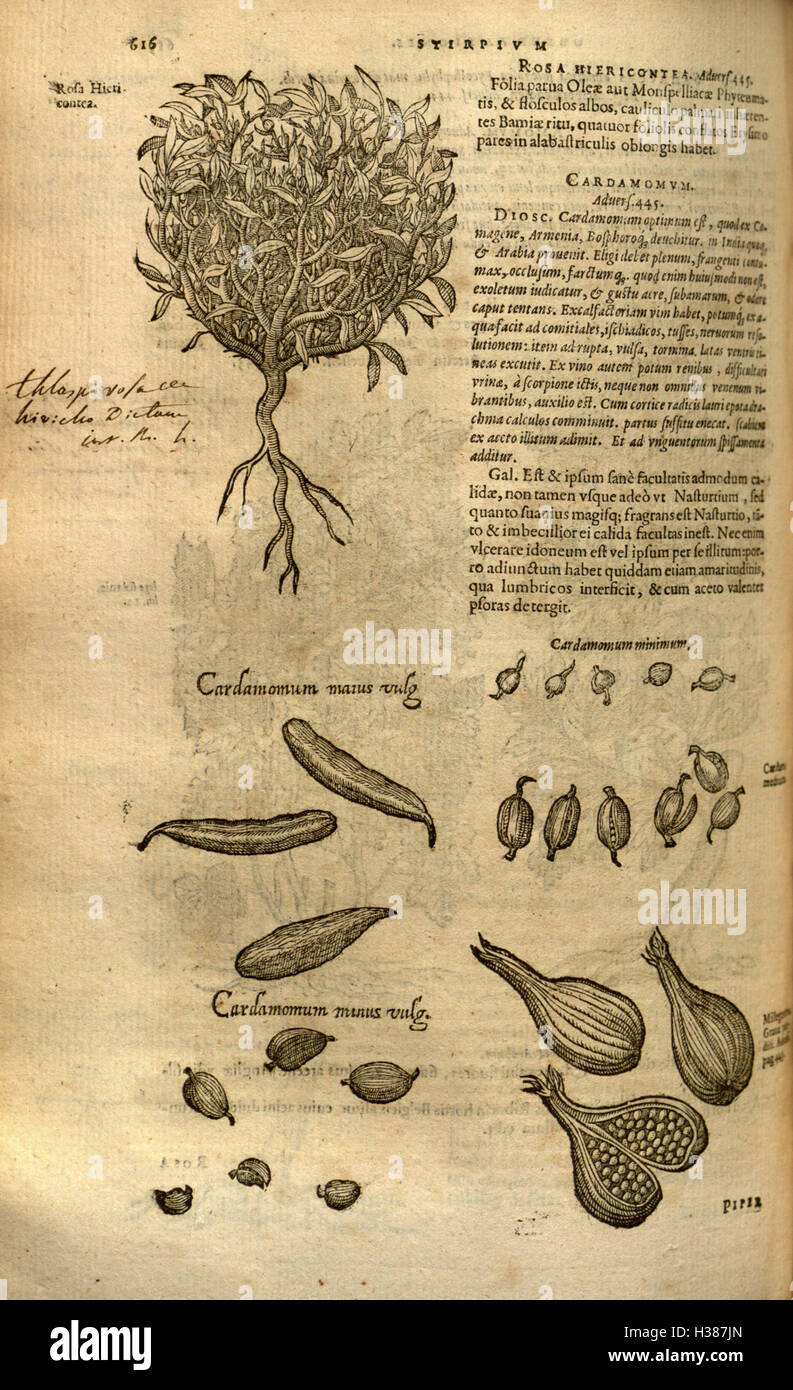A botanical work by Dioscorides, describing the medicinal properties ...