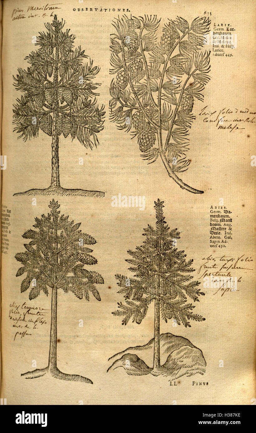 An early botanical work detailing the history and classification of ...