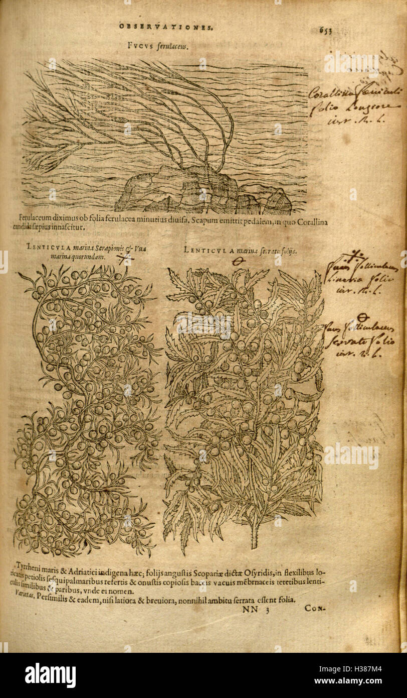 This botanical work provides a detailed description of plants and their ...