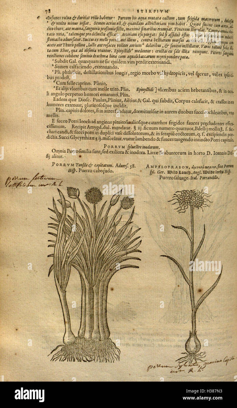 Work details study plants hi-res stock photography and images - Alamy