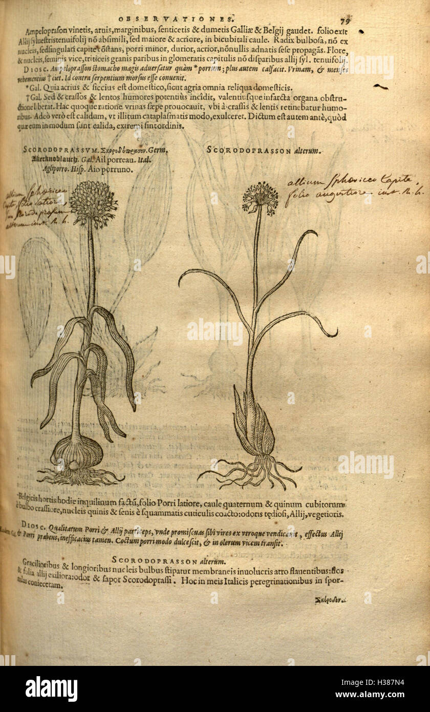 A historical botanical work focusing on the classification and study of ...