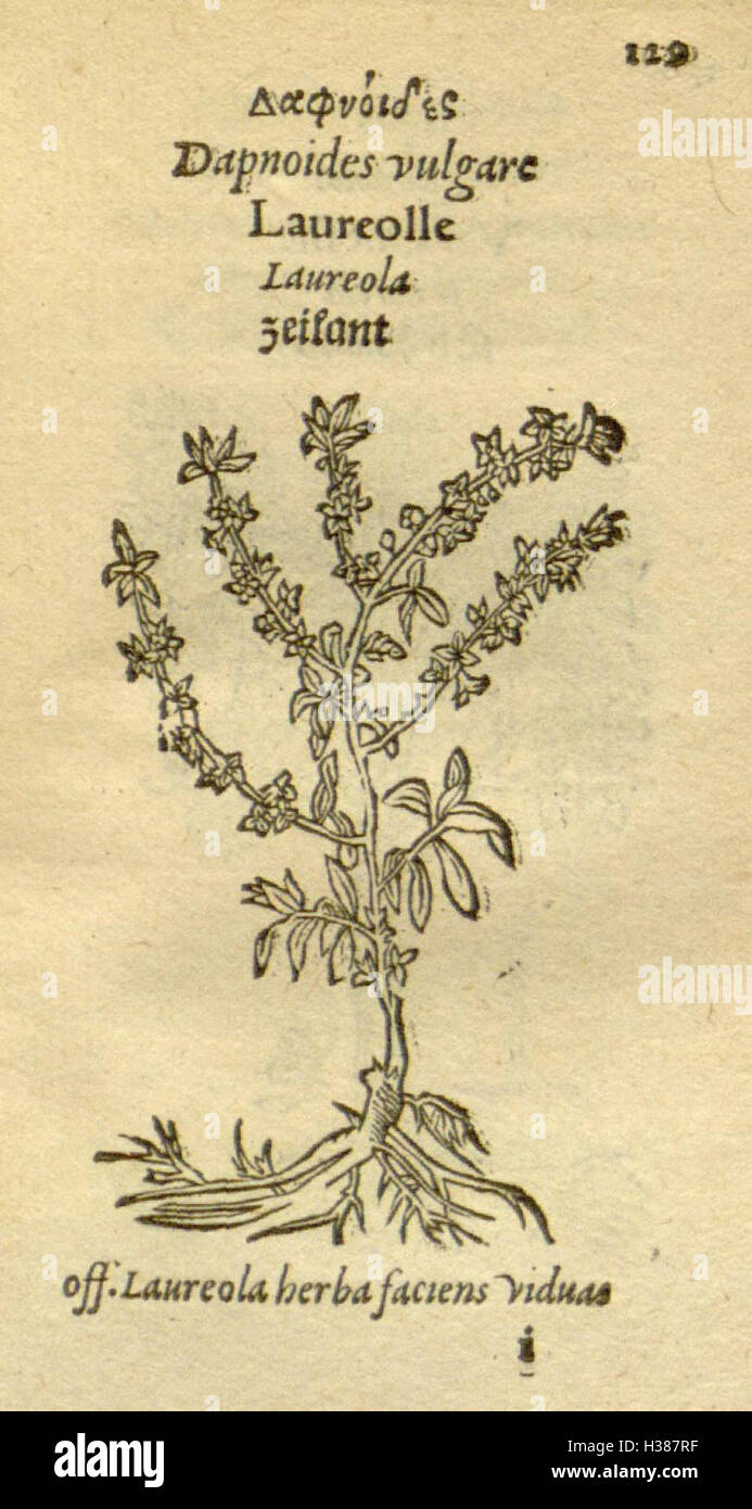 This work features detailed illustrations of plants, providing a visual ...
