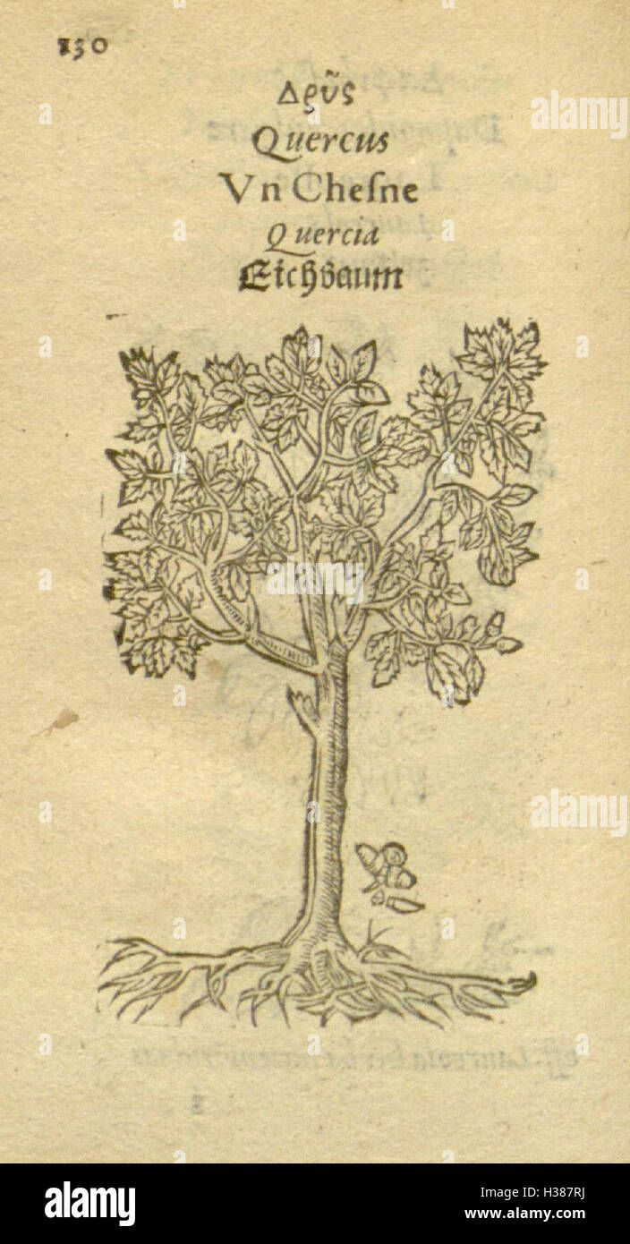 A continuation of botanical illustrations providing visual references ...