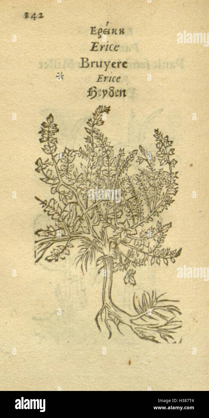 This botanical work provides illustrations and descriptions of various ...