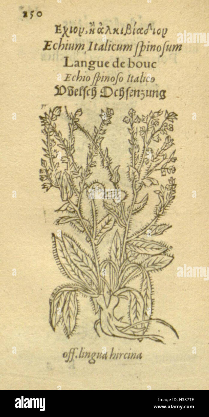 This botanical work features detailed illustrations and descriptions of ...