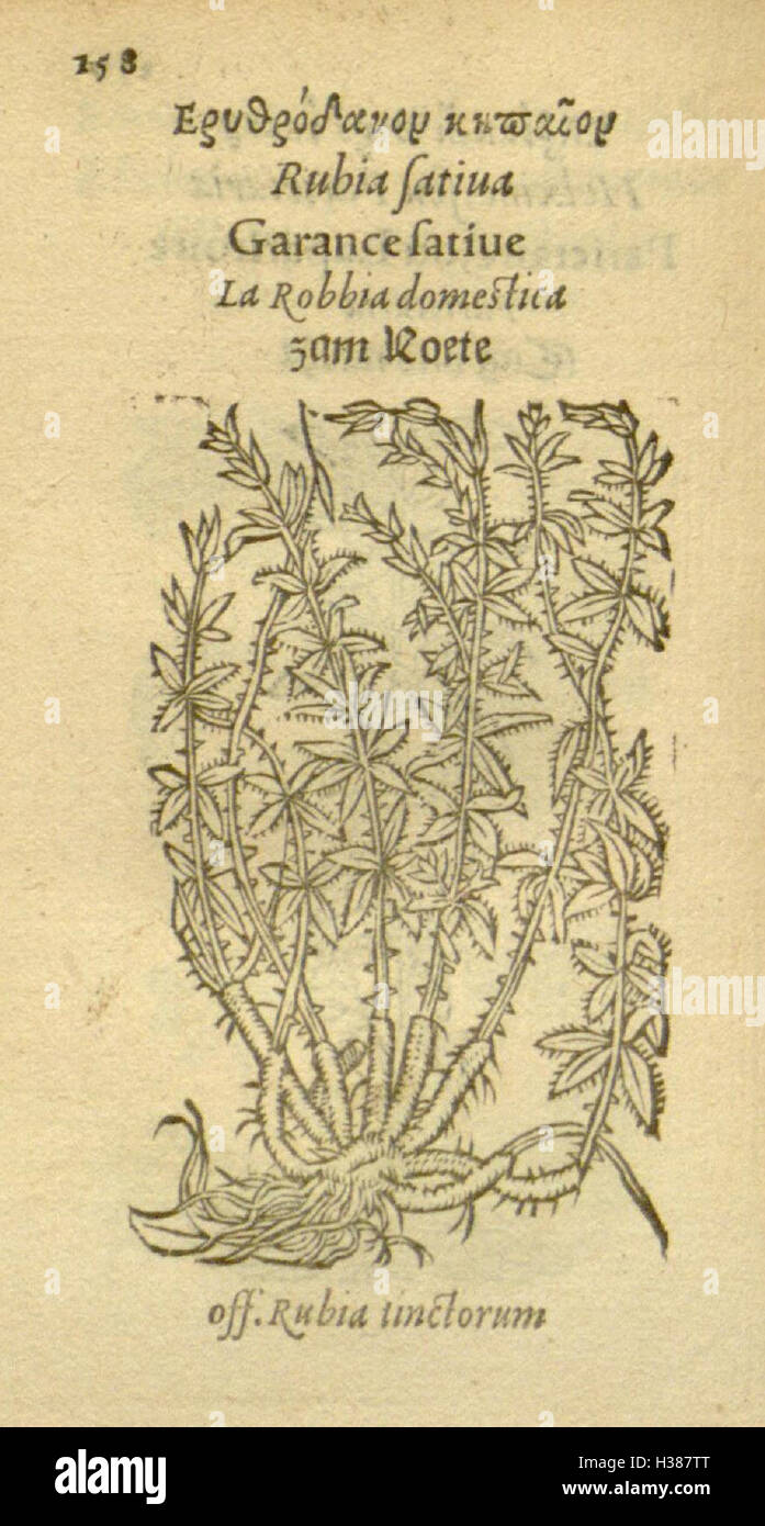 This botanical text presents detailed illustrations and descriptions of ...