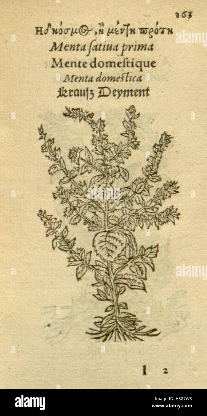 This work features detailed illustrations of various plant species ...