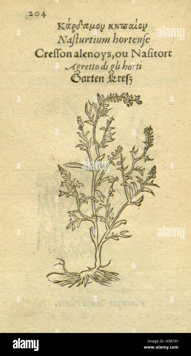 This work contains illustrations of various plant species, with an ...