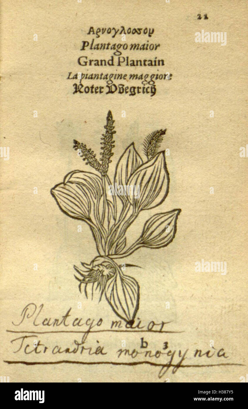 This work contains illustrations and descriptions of plant species ...