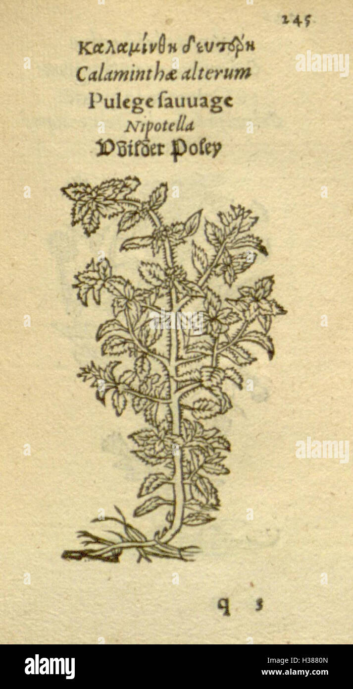This botanical work presents detailed illustrations of plant species ...