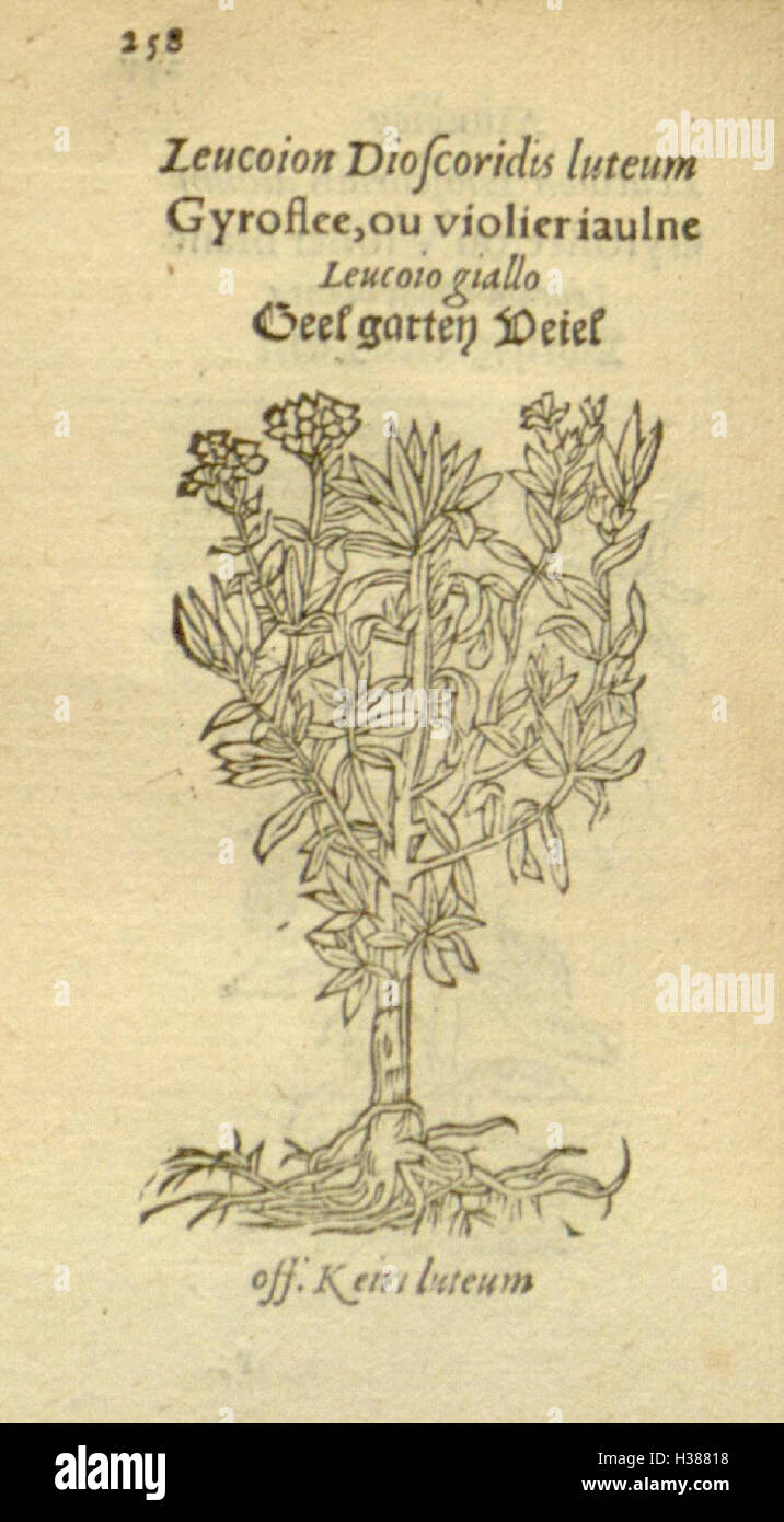 Studying botanical forms hi-res stock photography and images - Alamy
