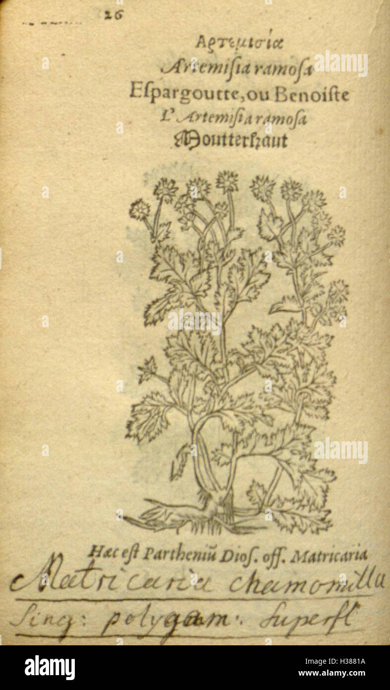 This page features plant illustrations from 'Plantarum effigies ...