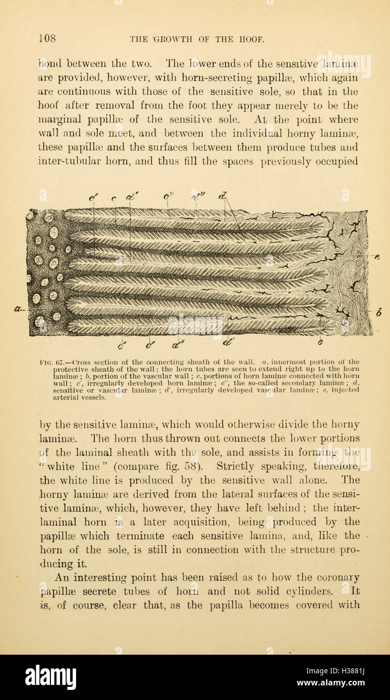 This manual provides comprehensive guidelines for horse shoeing ...