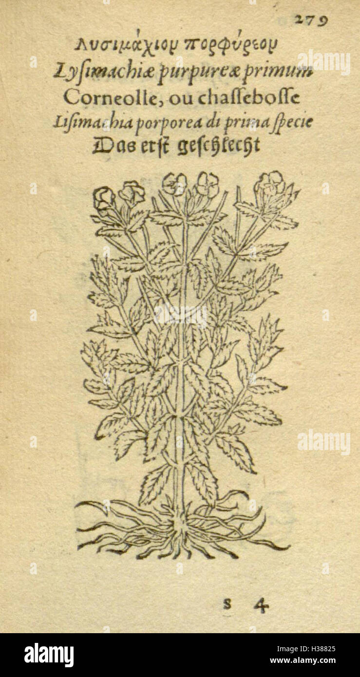This work presents detailed illustrations of plant species, showcasing ...