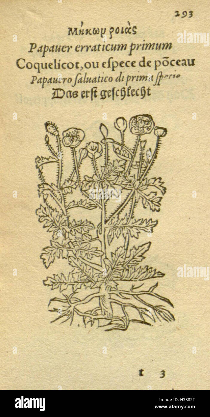This botanical text by Rembert Dodoens contains detailed illustrations ...