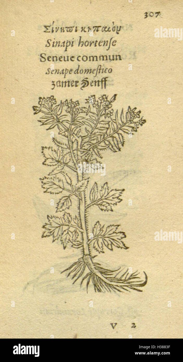 This work features detailed illustrations of plants, offering visual ...