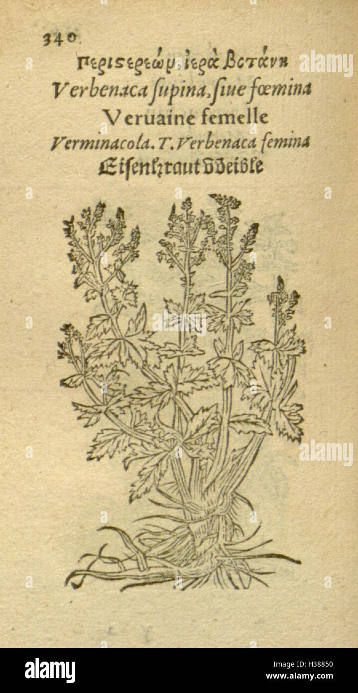 Depictions of various plant forms hi-res stock photography and images ...