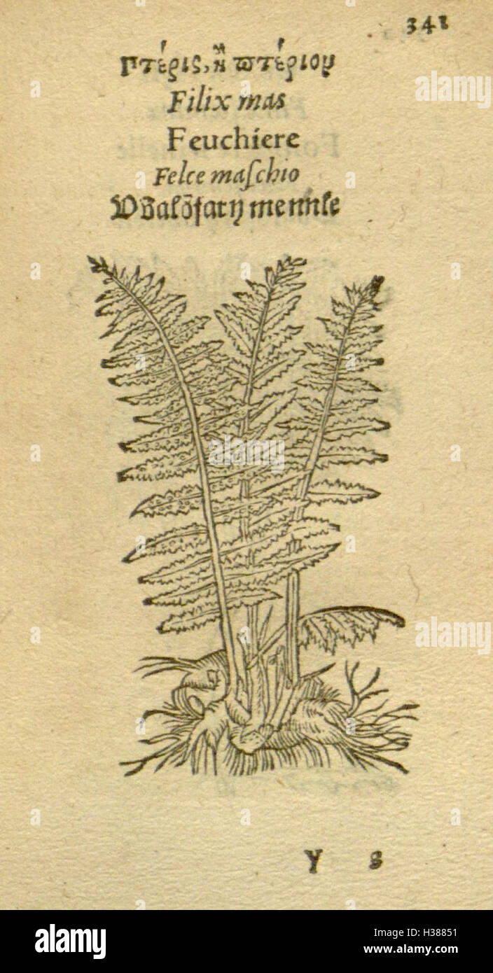 This work features botanical illustrations of various plant species ...