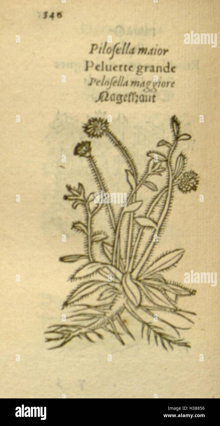 A detailed collection of plant illustrations, focusing on the visual ...