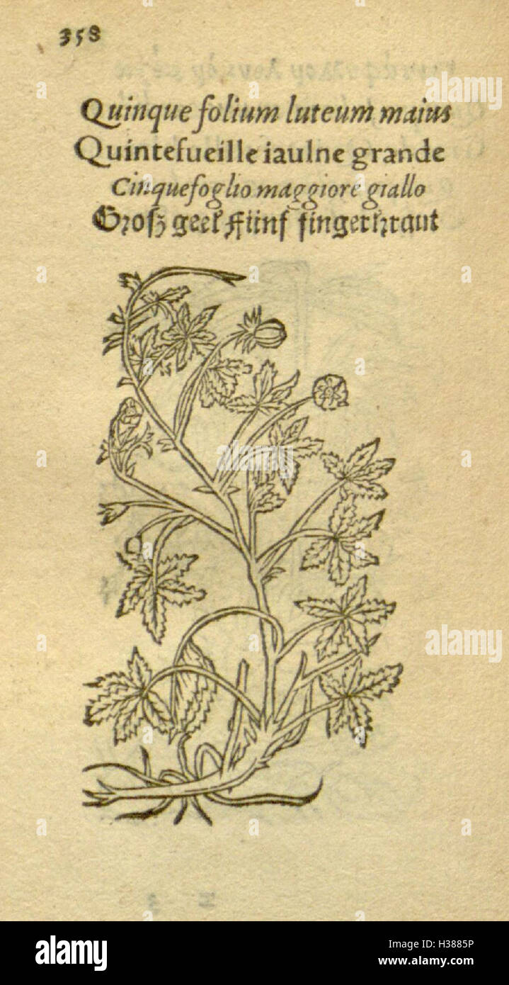 This botanical work features illustrations of various plant species ...