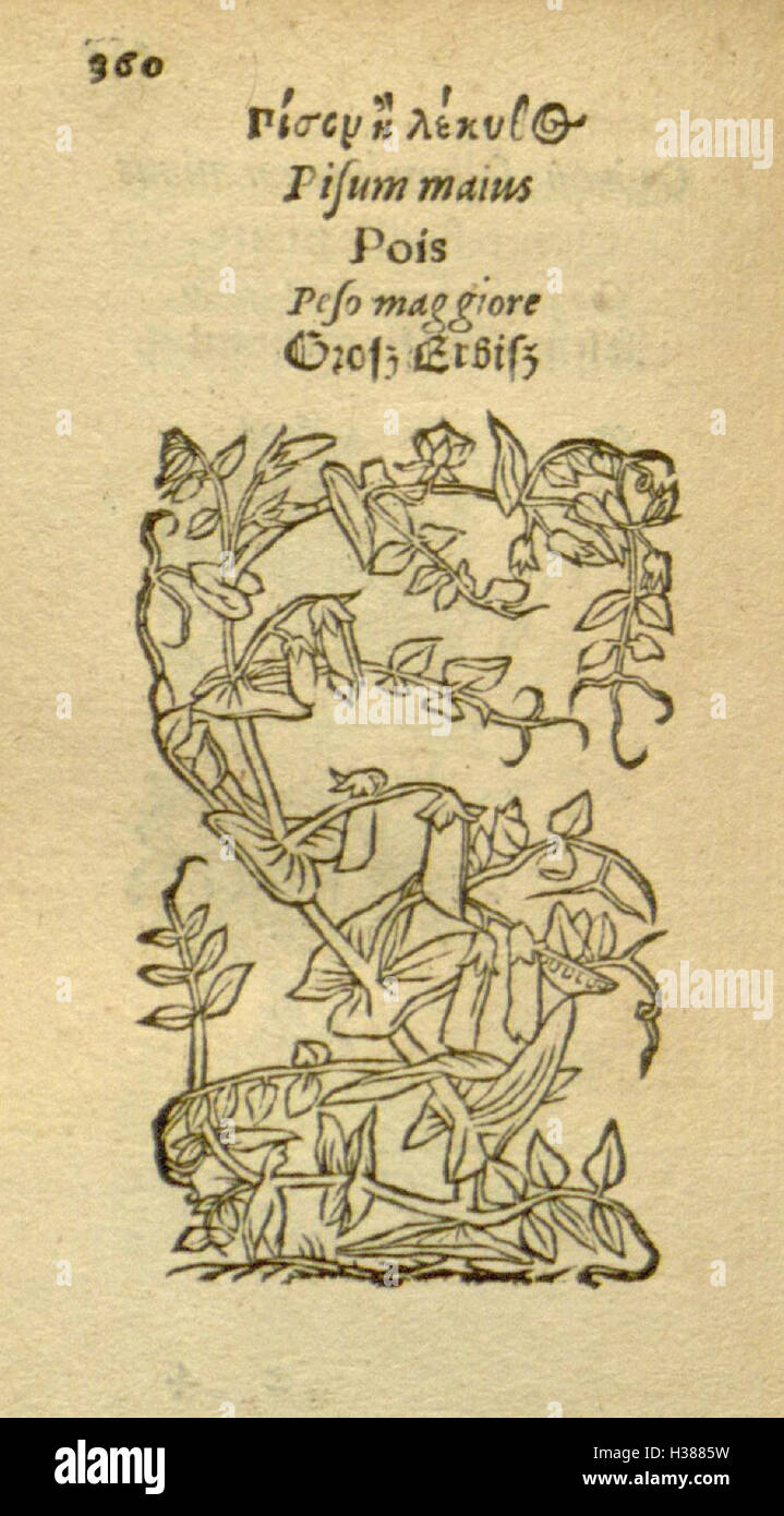 Illustrations of plants, showcasing detailed depictions of various ...