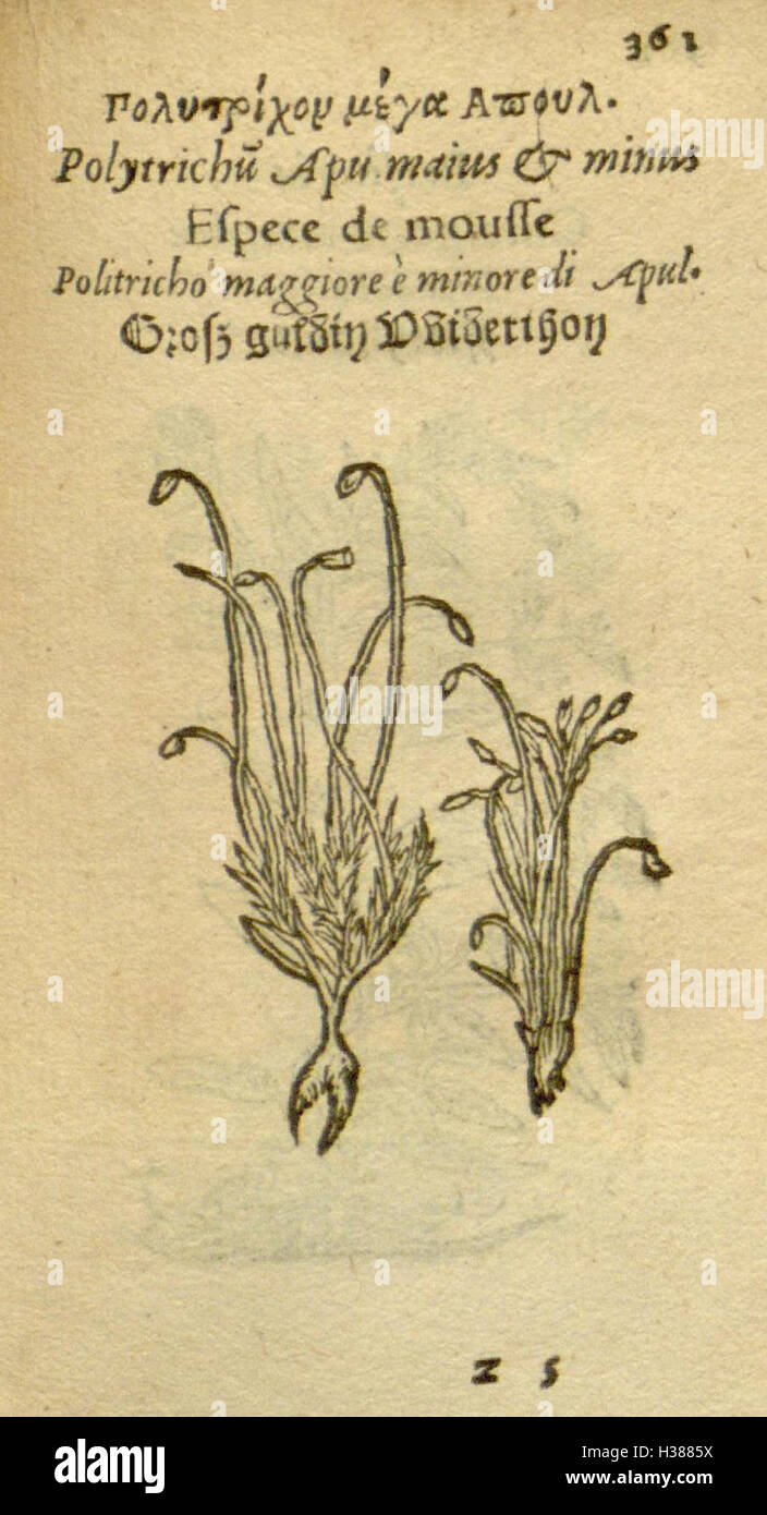 This work depicts various plant species through detailed illustrations ...