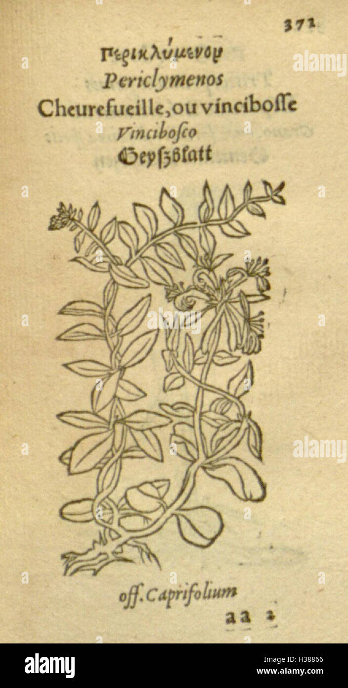Understanding plant morphology hi-res stock photography and images - Alamy