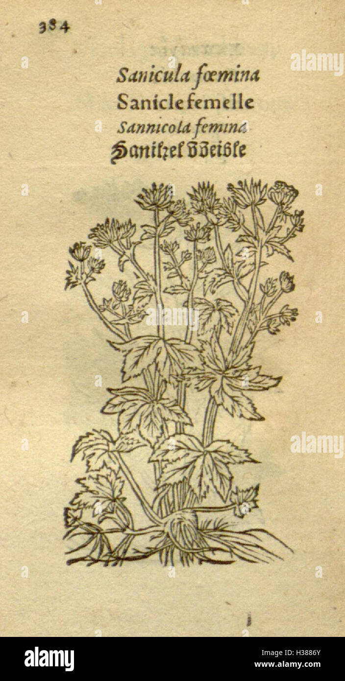 This work provides detailed botanical illustrations of various plant ...