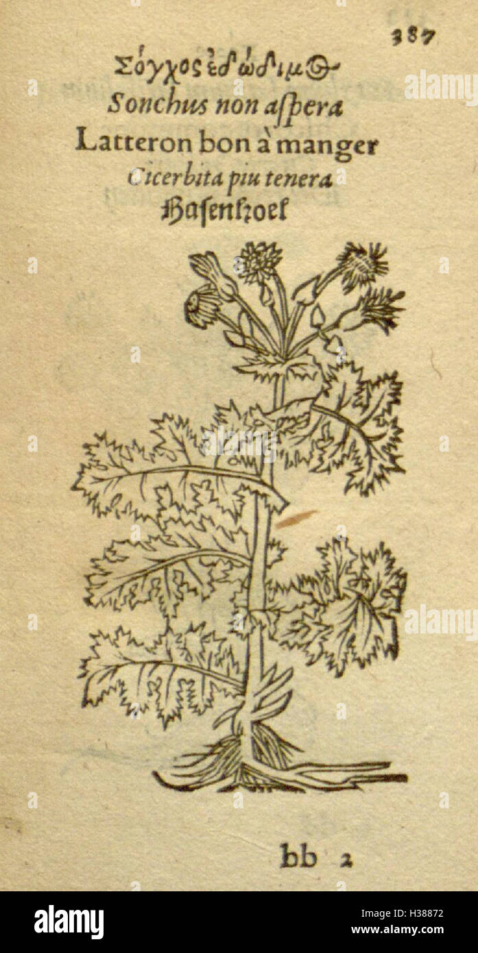 This book features botanical illustrations and descriptions of various ...
