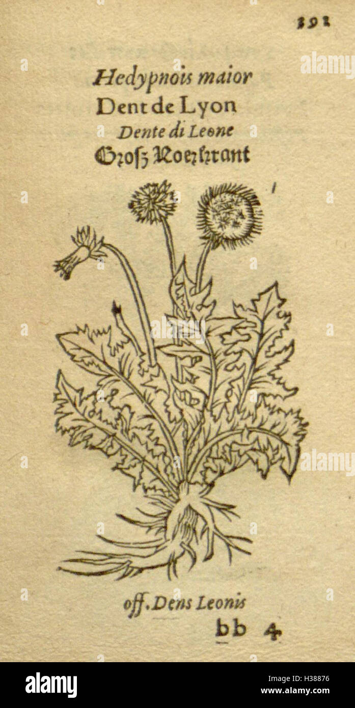Plantarum effigies (Page 391) BHL81 Stock Photo - Alamy