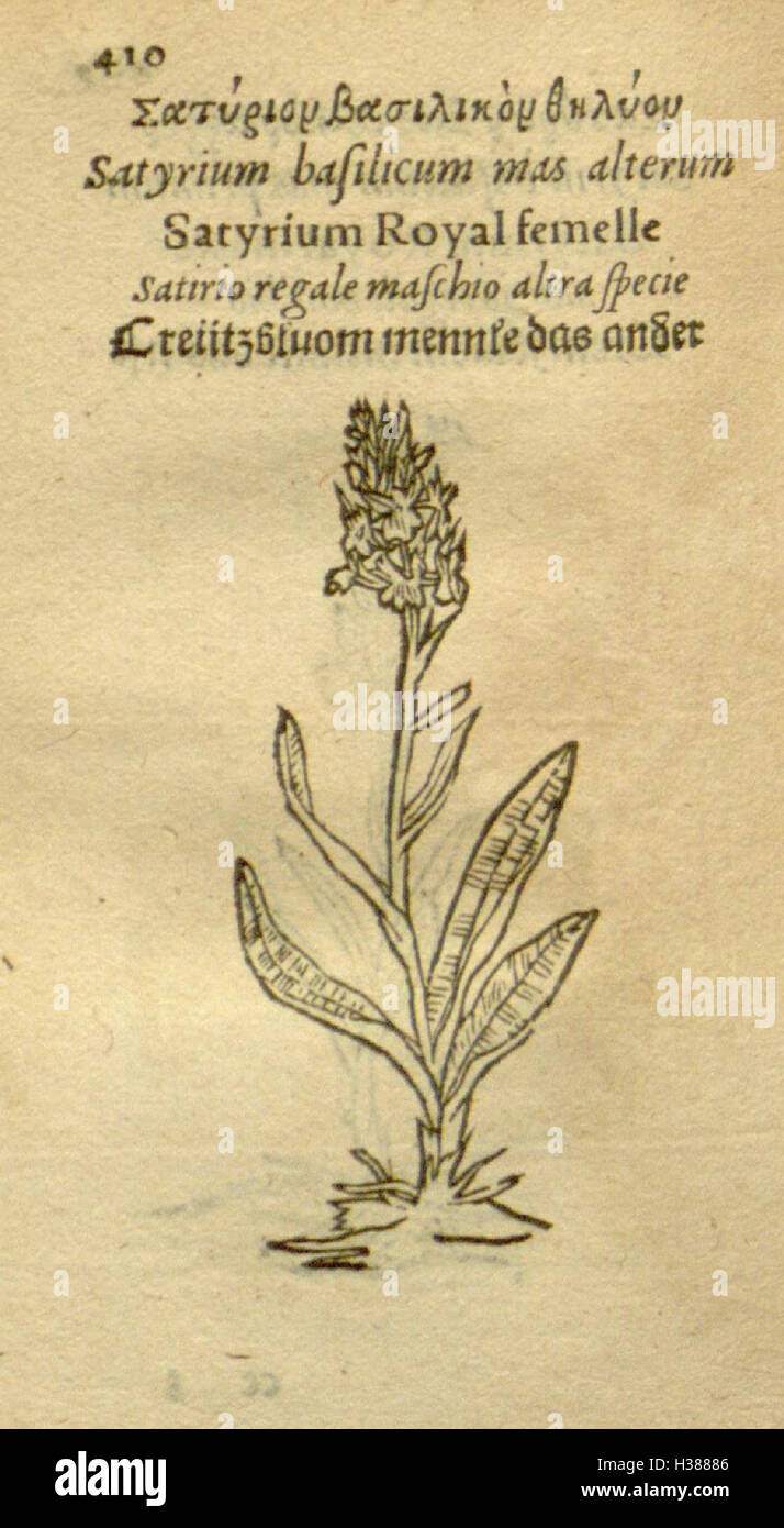 A depiction of various plant species, focusing on their appearance and ...