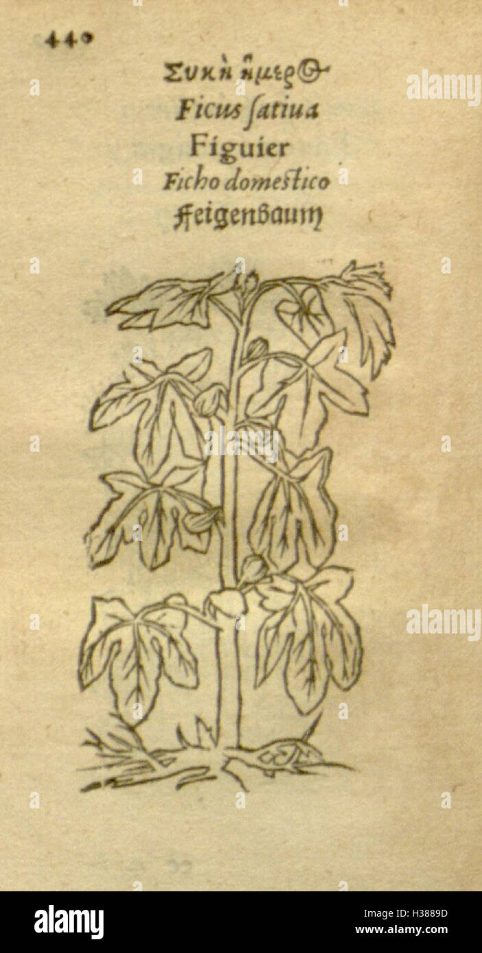 Pages 440 hi-res stock photography and images - Alamy